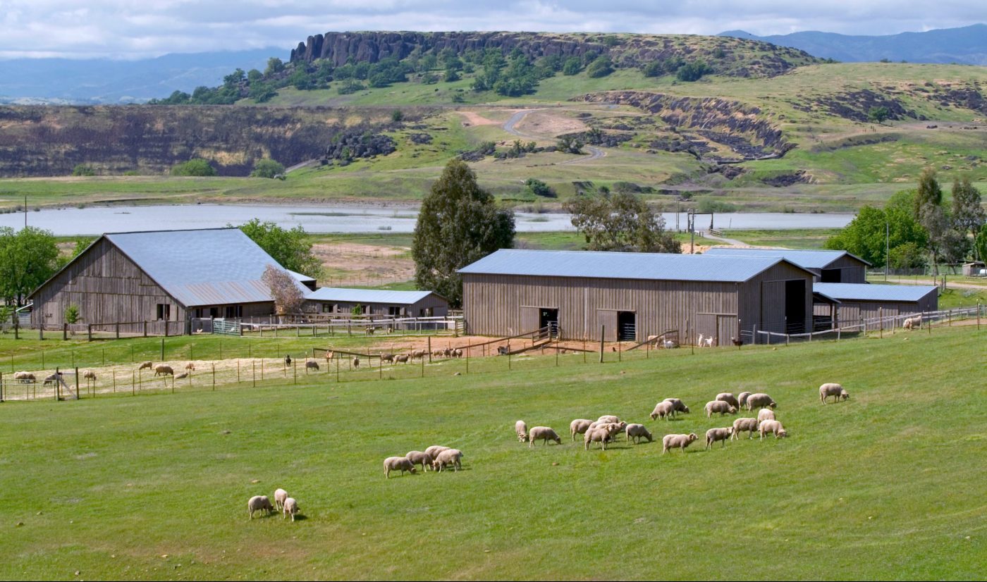 Santa Cruz Island Sheep Rescue (Bradley & Juanita): 200 Sheep Rescued ...