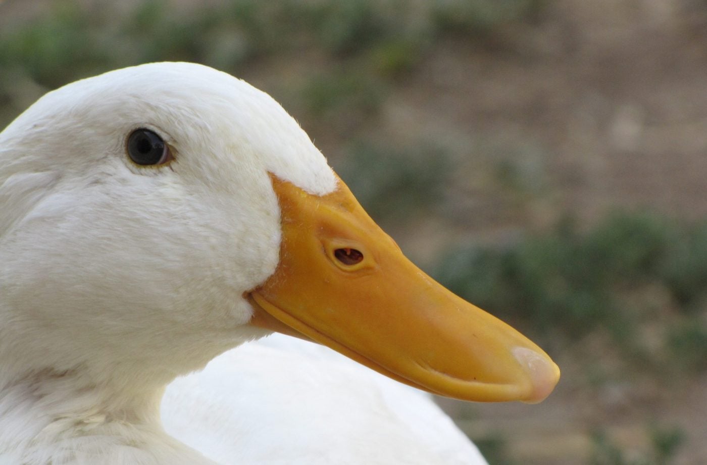Claire: Injured Duck Gets Helping Hand at the California Shelter - Farm ...