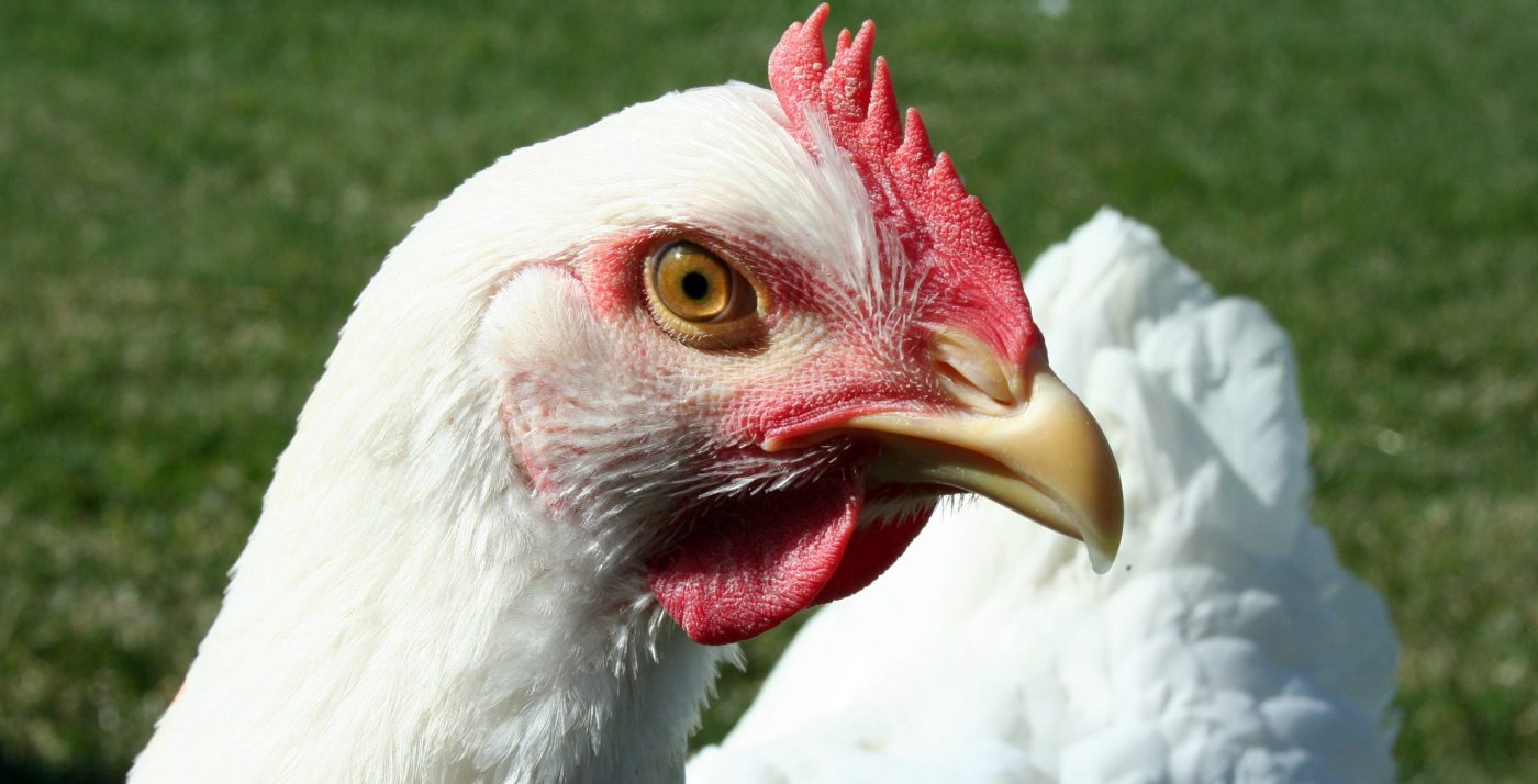 Boba: A New York City Chicken Goes Country - Farm Sanctuary