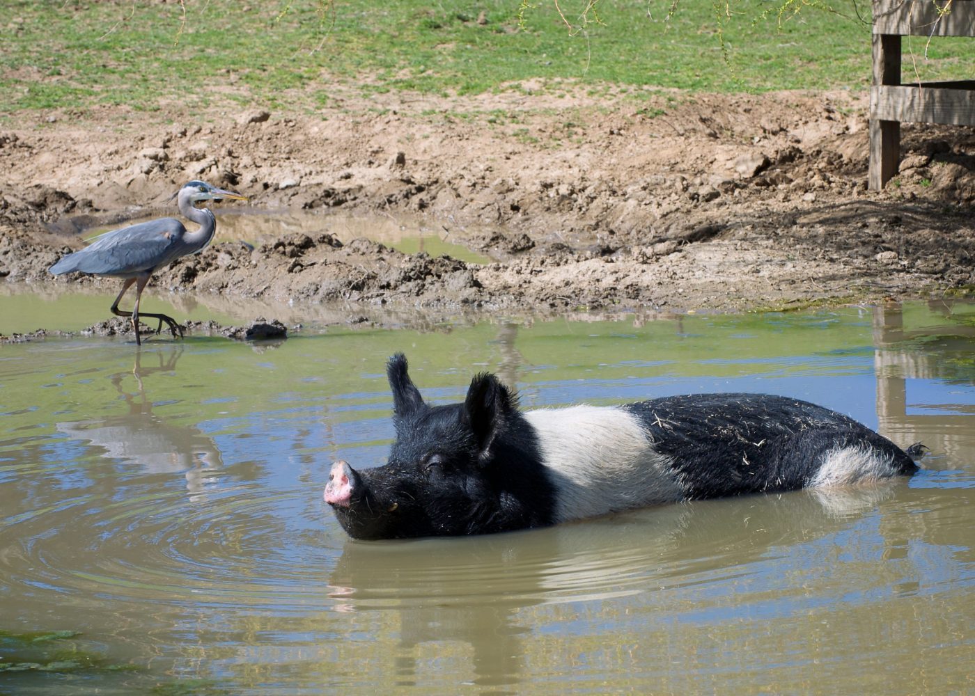 Lucas: Loving Pig Finds New Home at the California Shelter - Farm Sanctuary