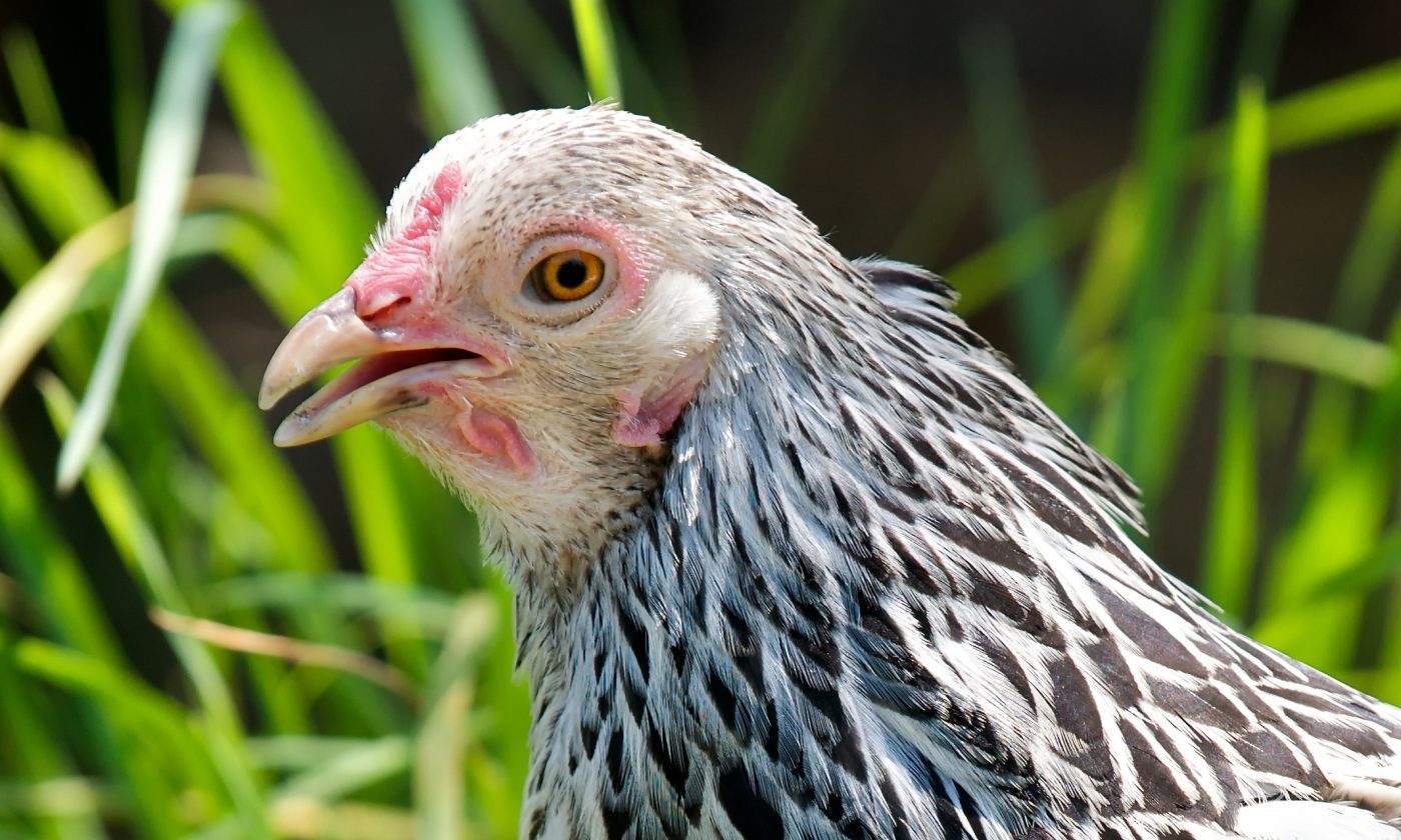 Wendy: Wayward Chicken Lands at the California Shelter - Farm Sanctuary