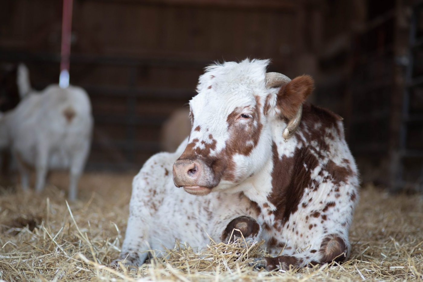 Queenie: Daring NYC Cow Makes a Dash for Freedom - Farm Sanctuary