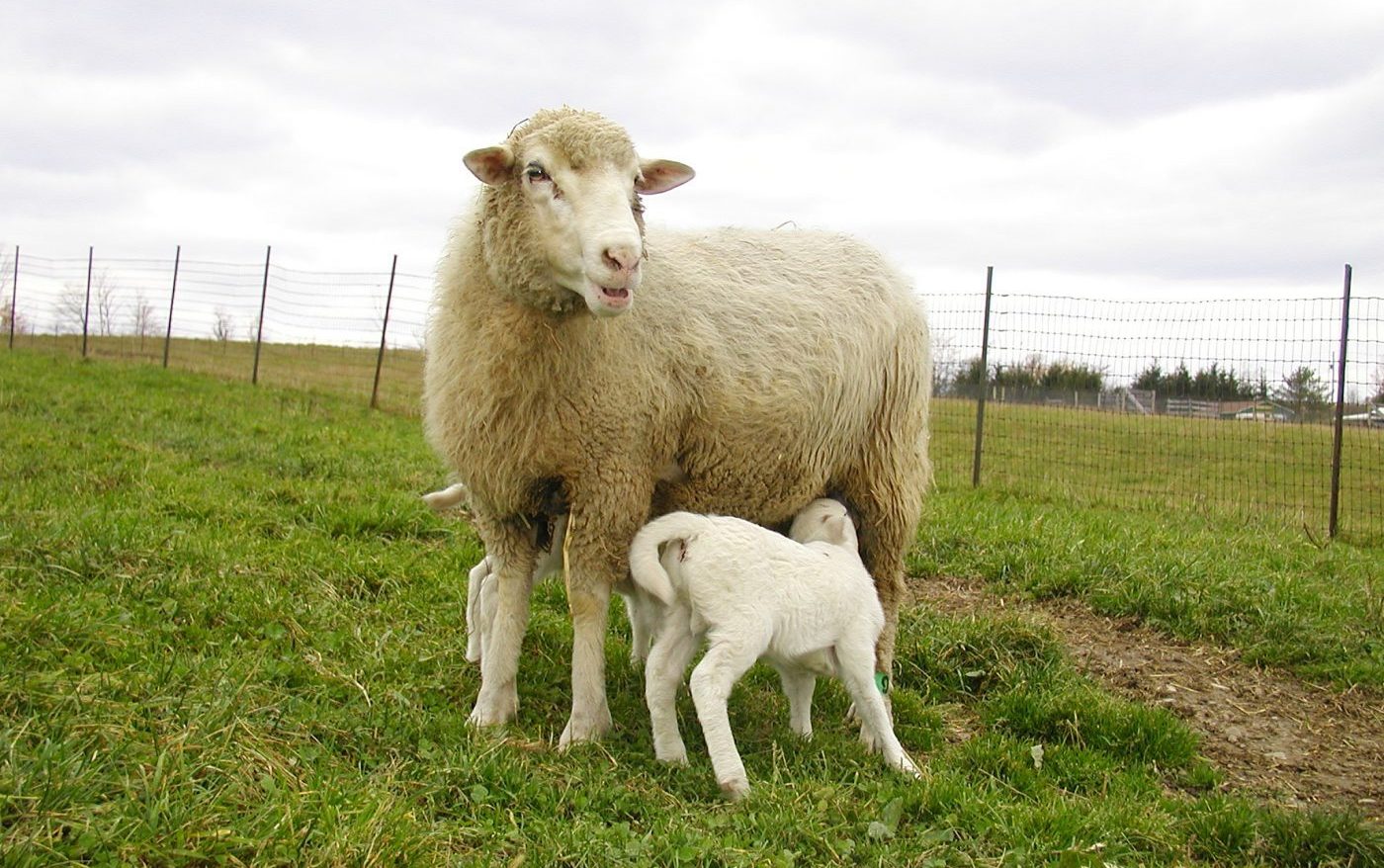 Punky: A Pennsylvania Farmer's Compassionate Decision Brings Nine Sheep ...