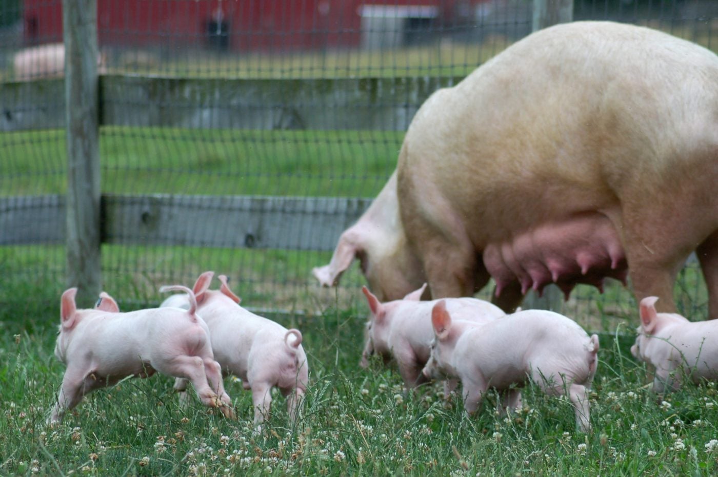 Midwest Flood Rescue: Ambitious Operation Saves 69 Pigs - Farm Sanctuary