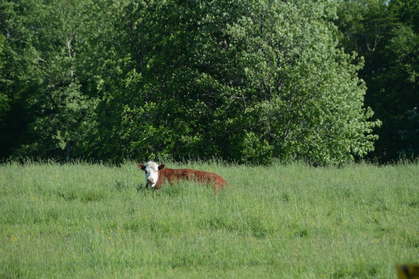 Maxine: Daring Dash Around Queens Lands Renegade Cow at New York ...