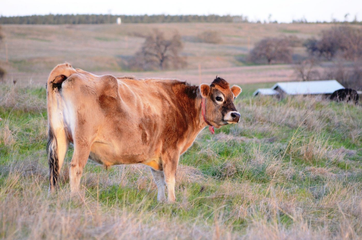 Mario - Farm Sanctuary