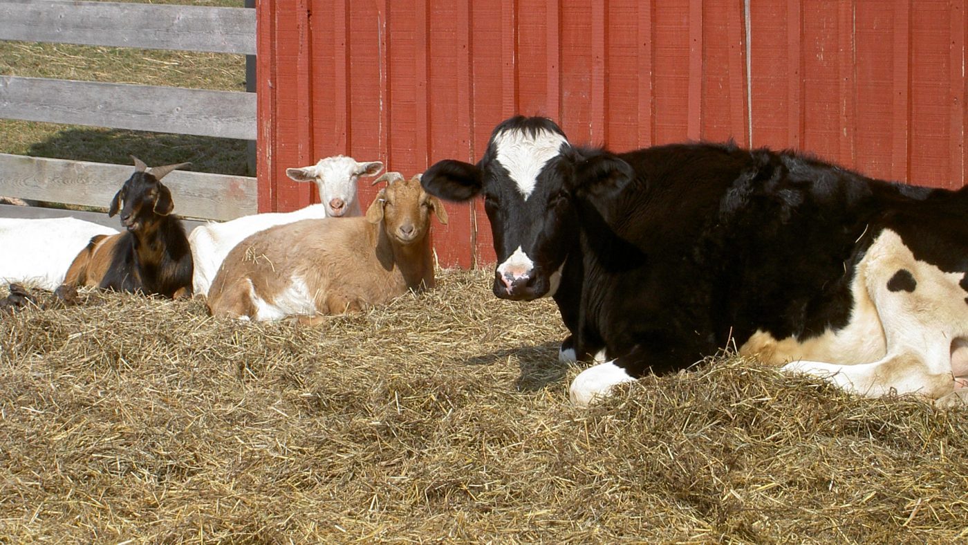 Linda: Cow Crippled at Birth Finds Peace at Farm Sanctuary - Farm Sanctuary