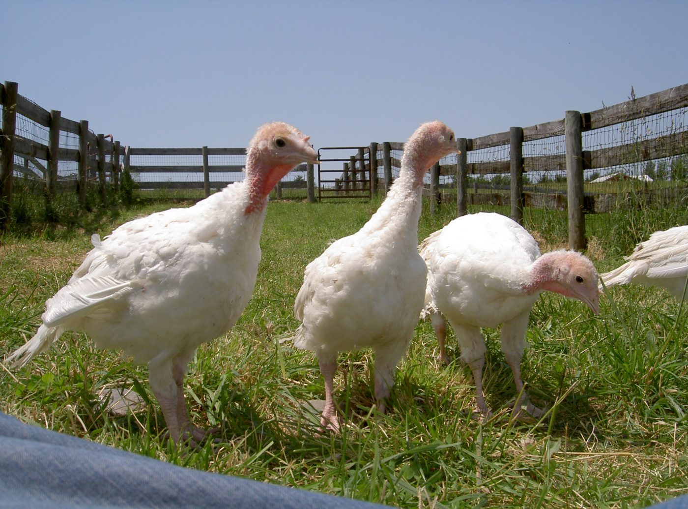 Chicky: Turkey Chicks Rescued from Factory Farm Hatchery - Farm Sanctuary