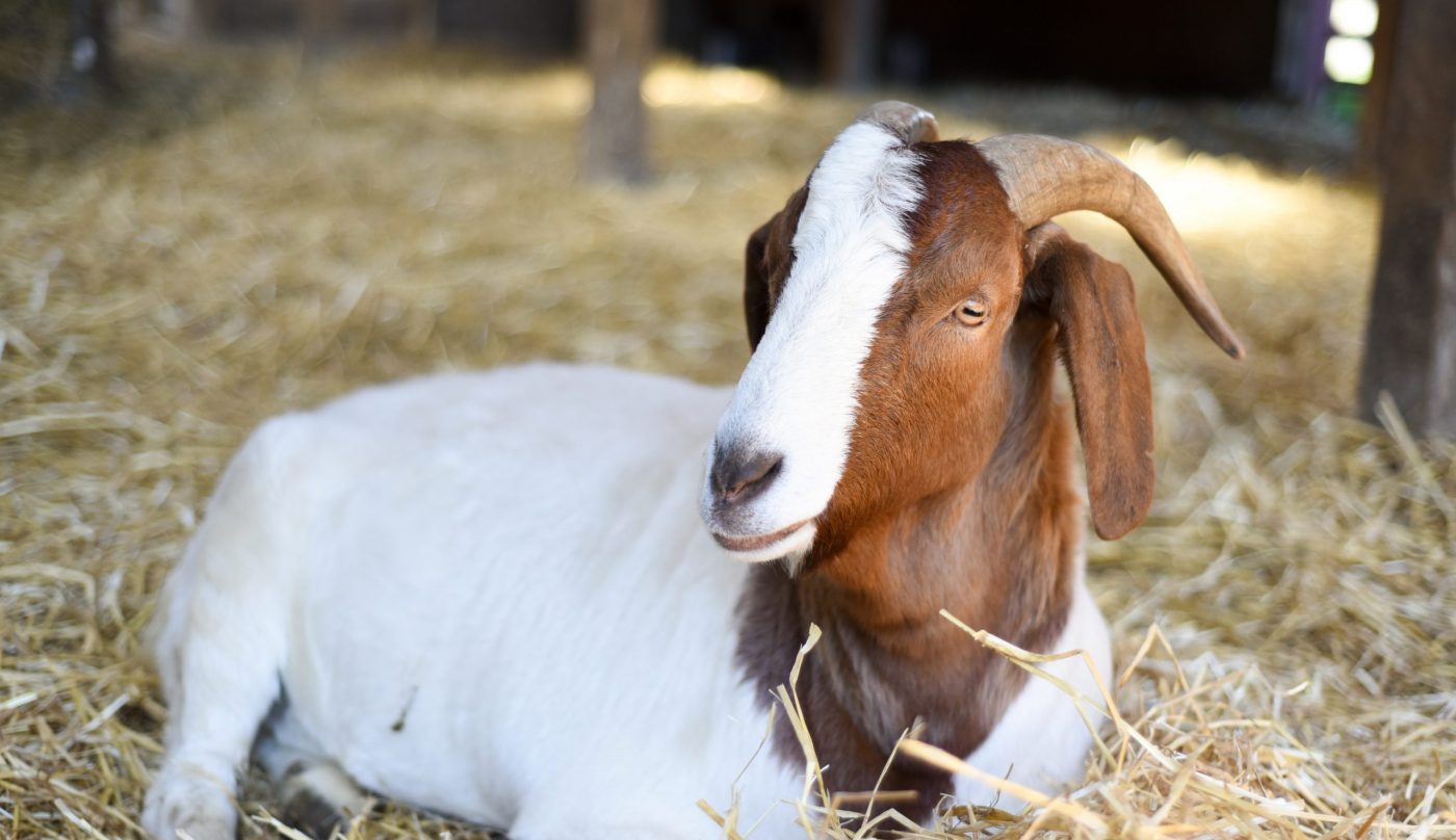 Elliott: Goat Escapes Brooklyn Live Market, Gains Sanctuary - Farm ...