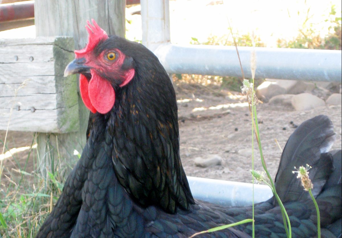 Fiesta: Chicken’s Rescue Provides an Extra Reason to Celebrate Veggie ...
