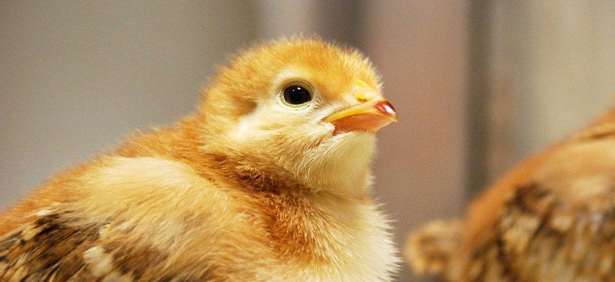 22 Baby Chicks Rescued from Factory Farm, Left at Shelter Doorstep ...