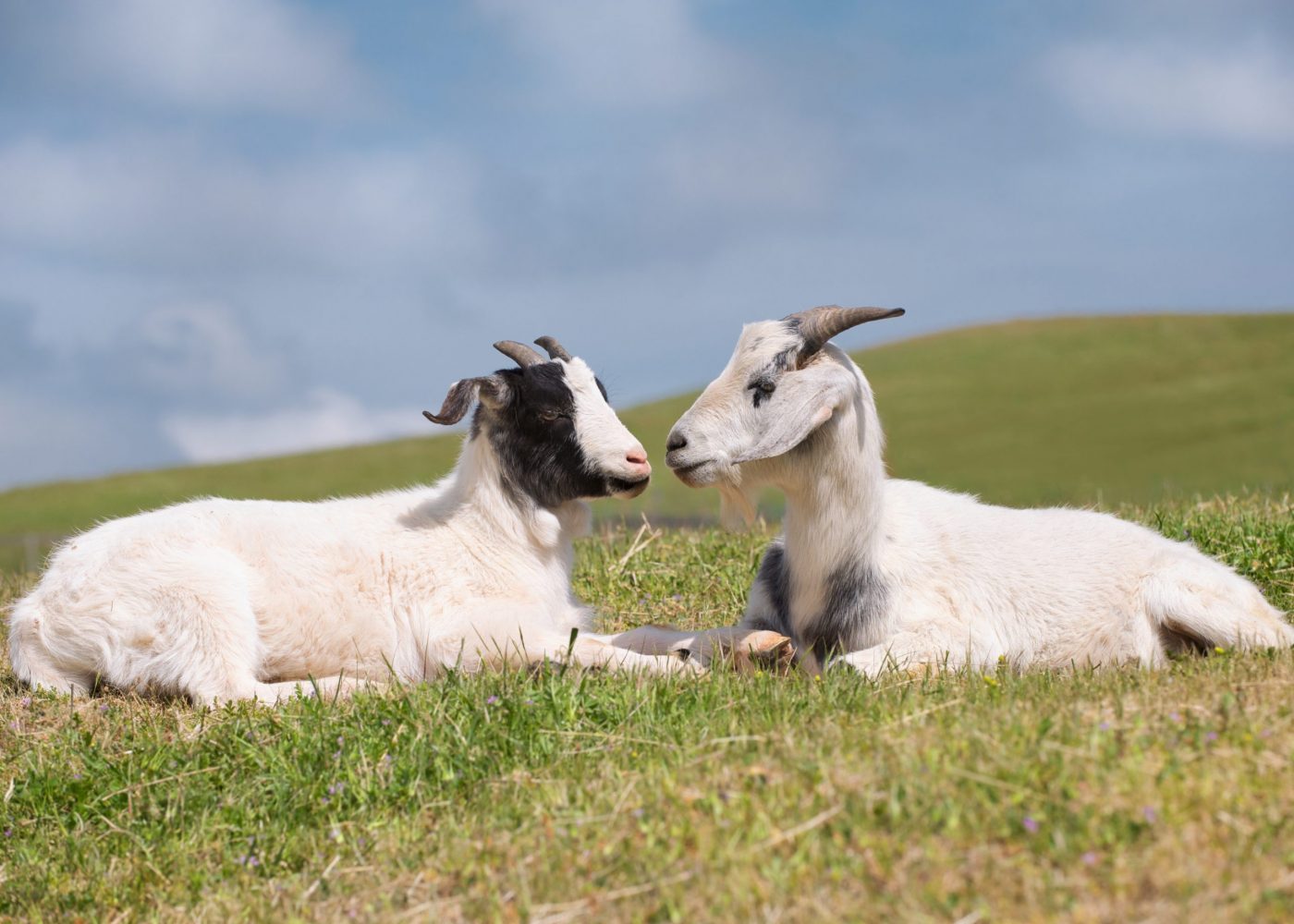 Justin: Goat Knocks On Door, Finds Refuge at California Shelter - Farm ...
