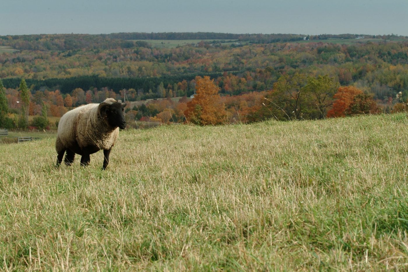 Bronwyn: One of 30 Sheep Rescued from Starvation - Farm Sanctuary
