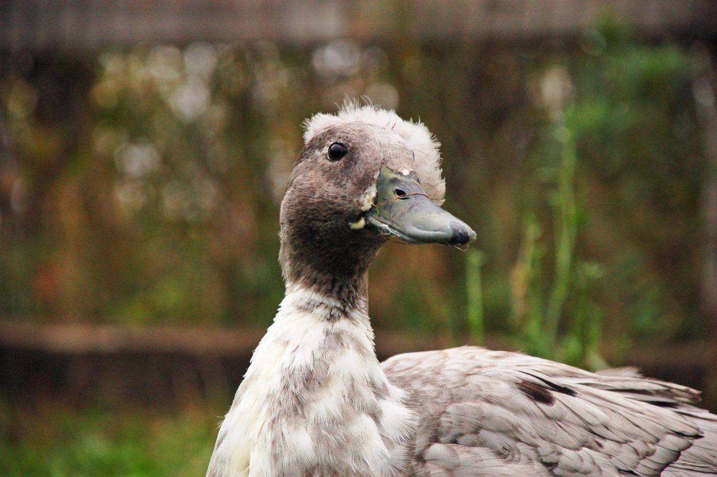 Olivia: Disfigured Duck Healed at New York Shelter - Farm Sanctuary
