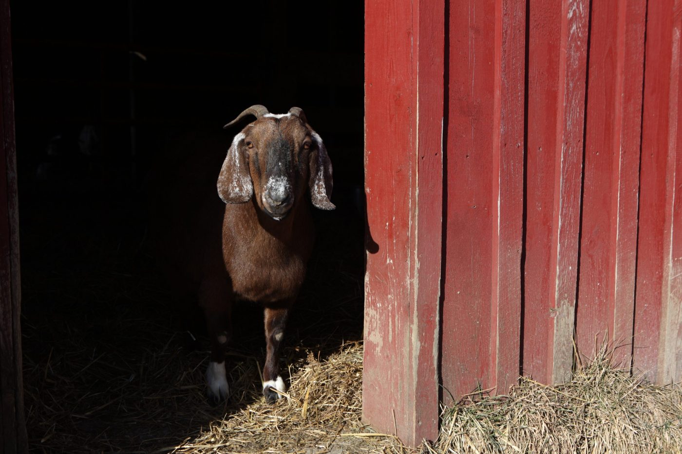 Dotty: Injured, Neglected Goat Gets a New Home, and Soon a New Knee ...