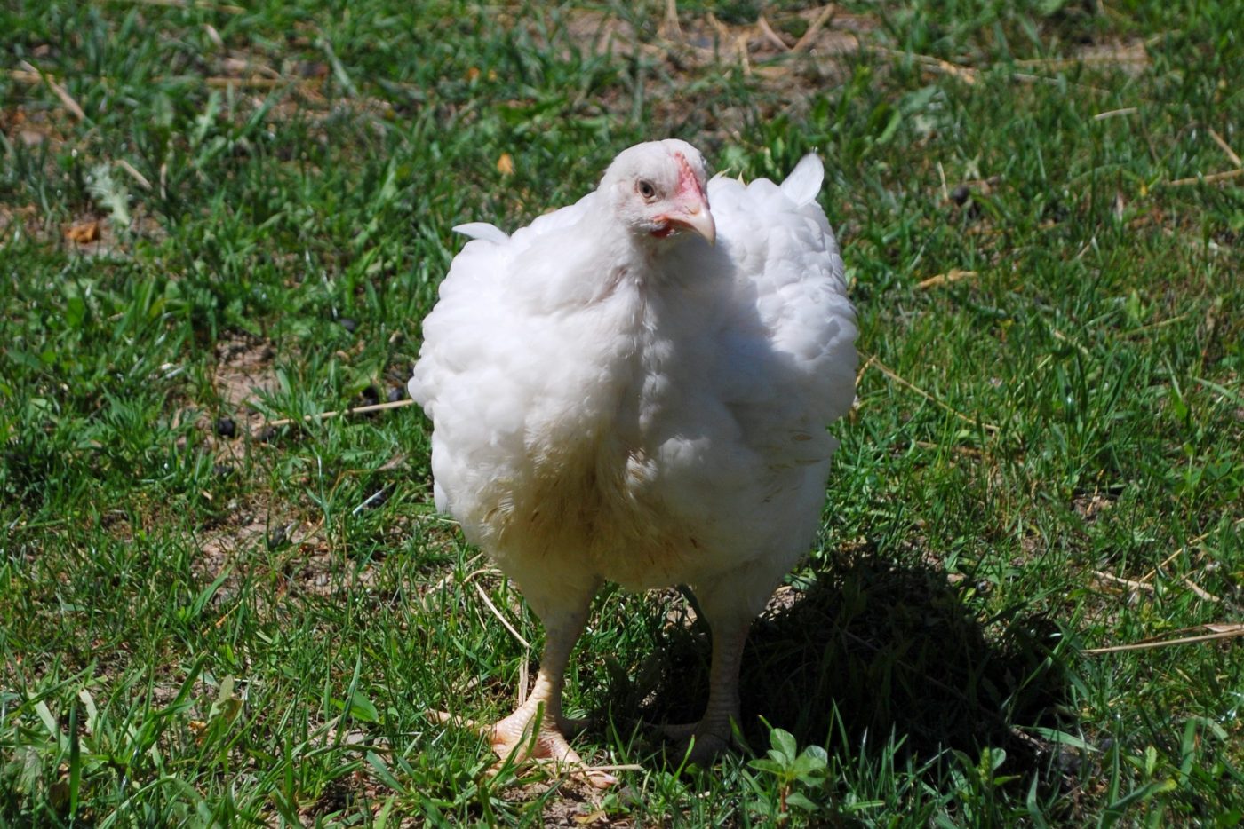 Little Jerry: Mets Mascot Slides Home to Farm Sanctuary - Farm Sanctuary
