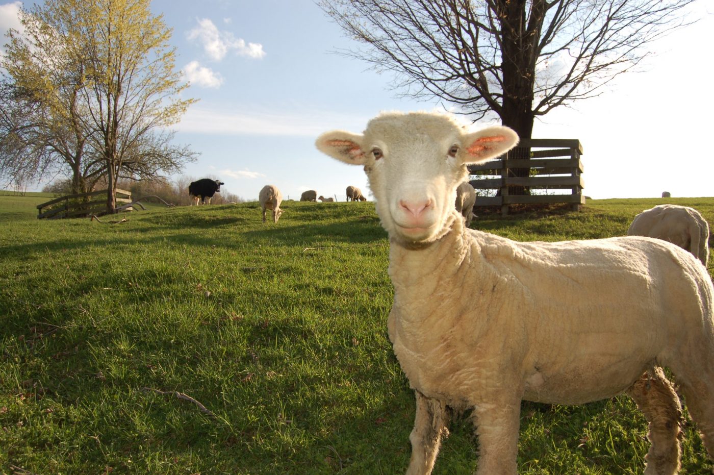 Lucky Lady: Sheep Rolls Dice and Wins - Farm Sanctuary