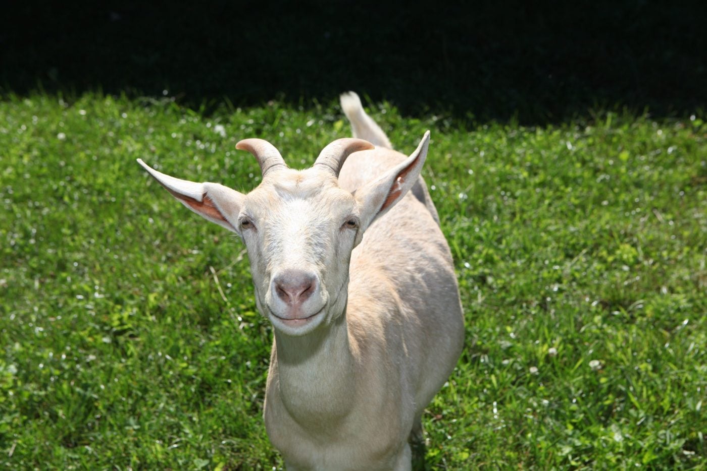 Lila: Goat Bounces Back from Near-Fatal Neglect - Farm Sanctuary