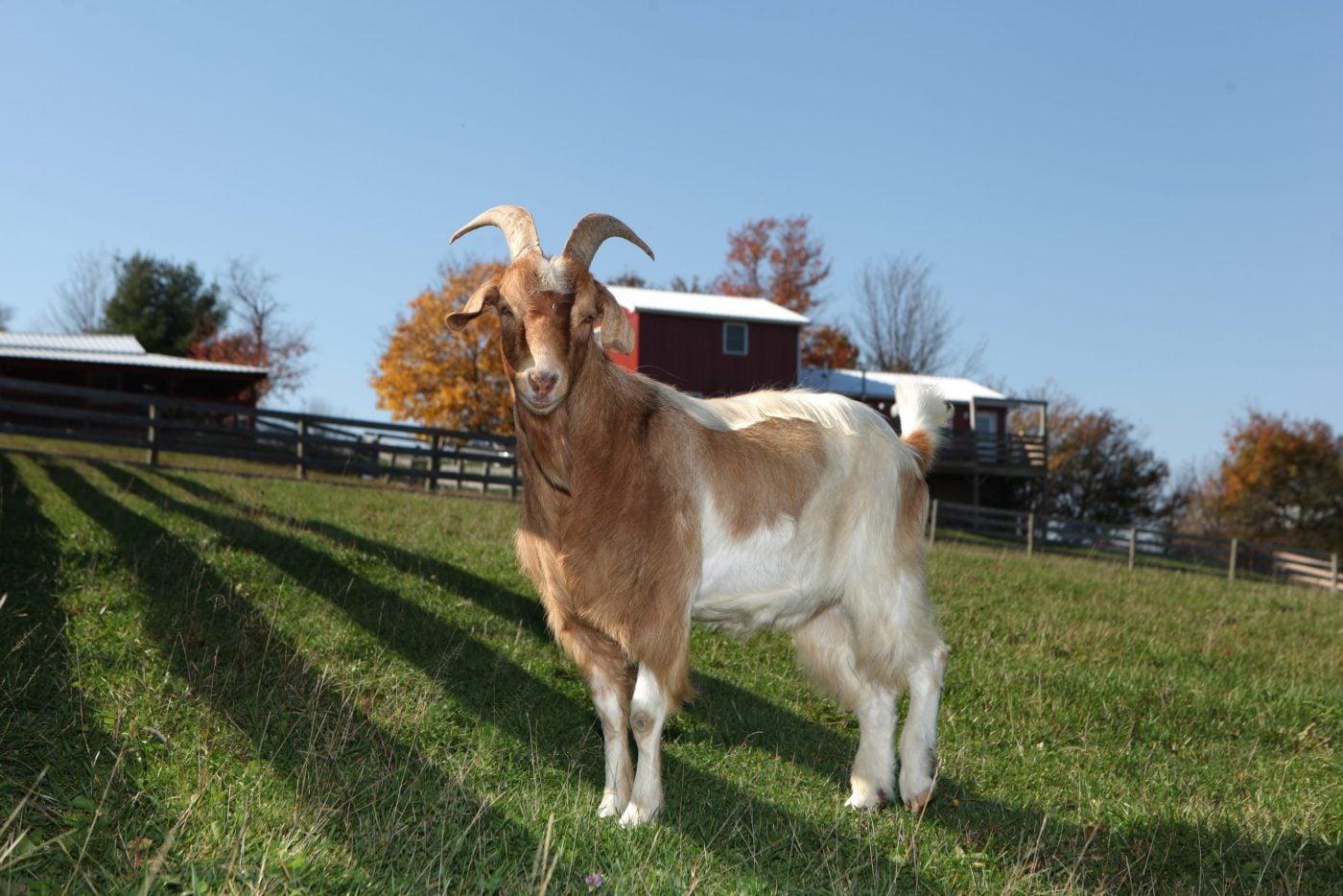 Nate: Goat Charges into New Life - Farm Sanctuary