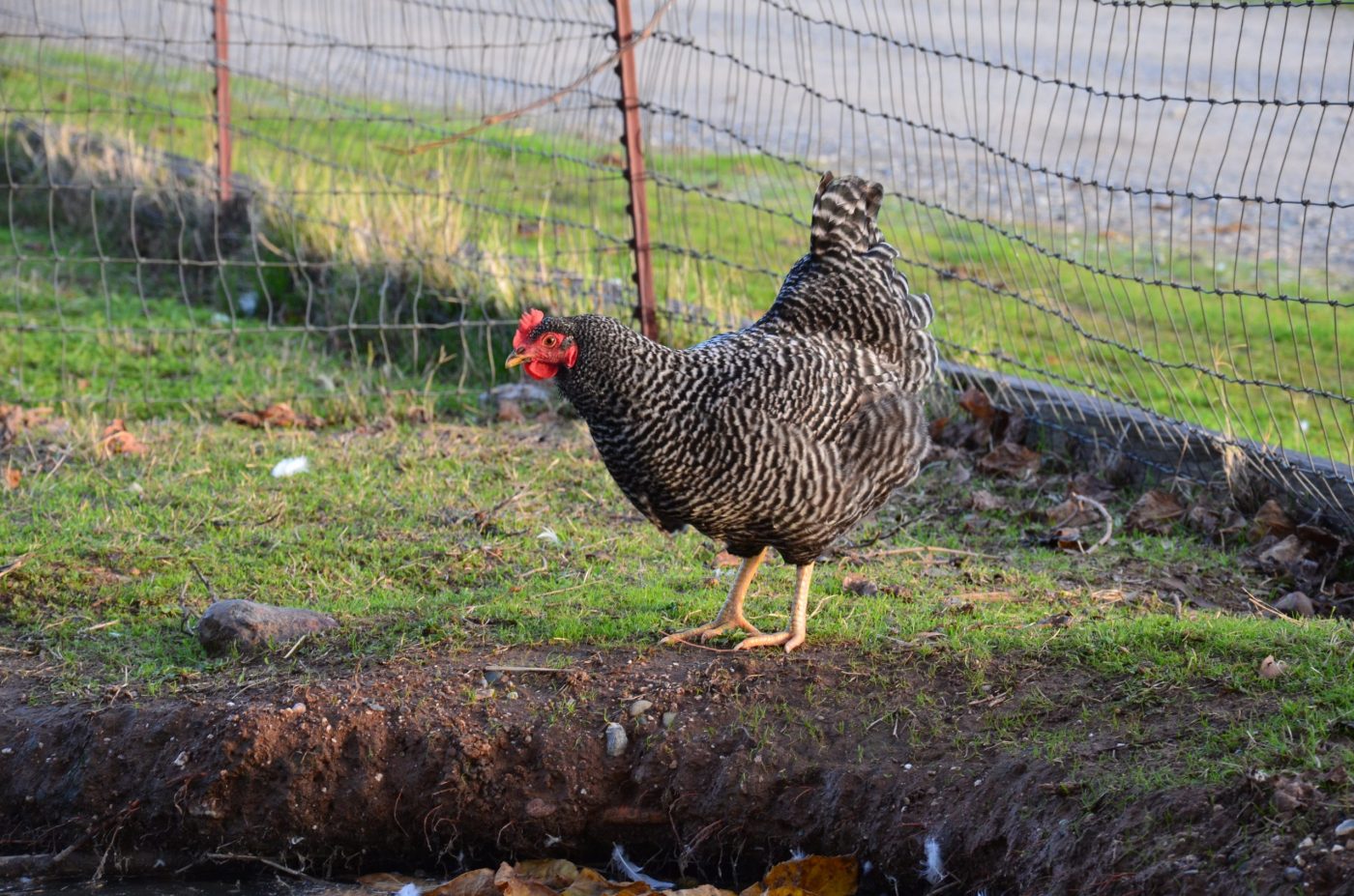 Little Peep: Children Tossed Chick Around Like a Ball - Farm Sanctuary