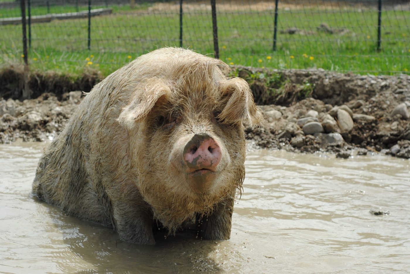 Marge Comes Home - Farm Sanctuary