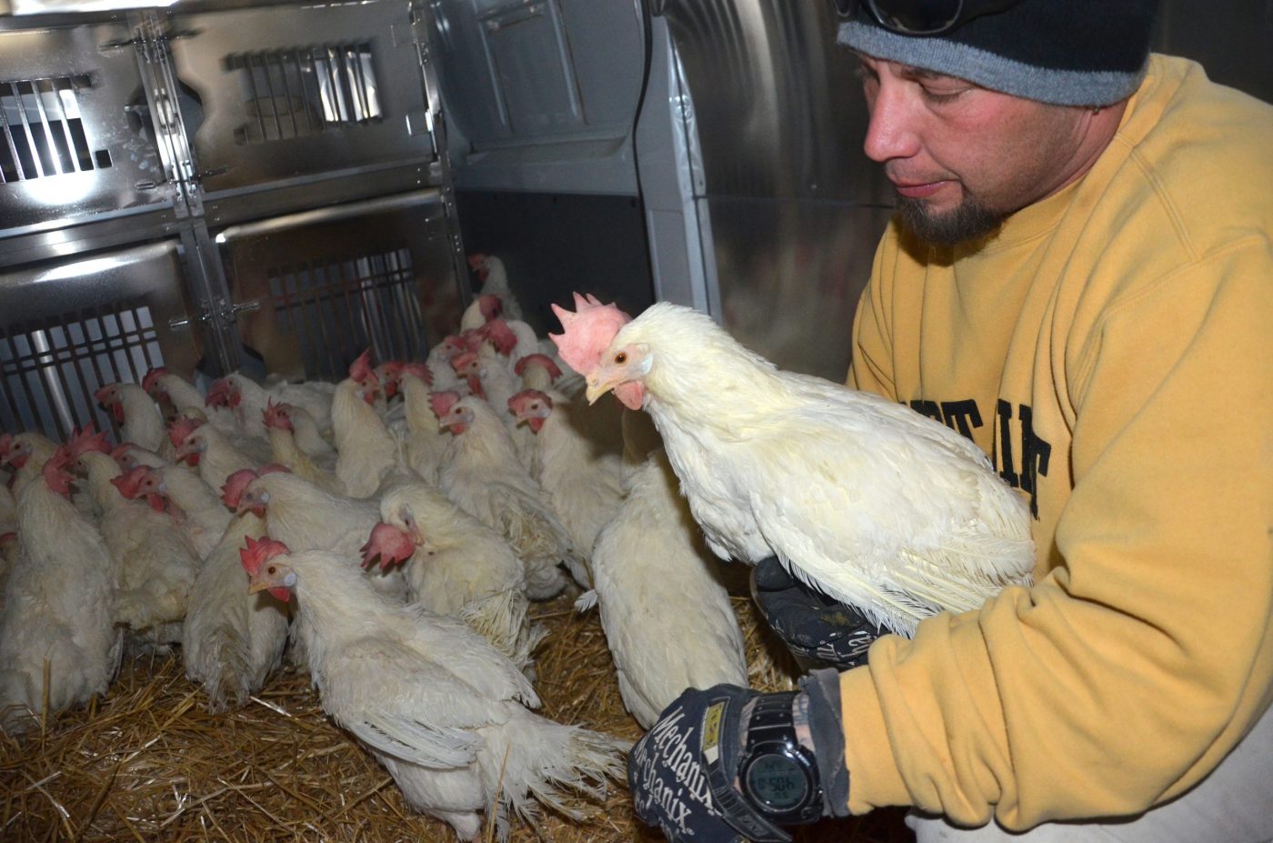 200 Factory Hens Rescued from Slaughter - Farm Sanctuary