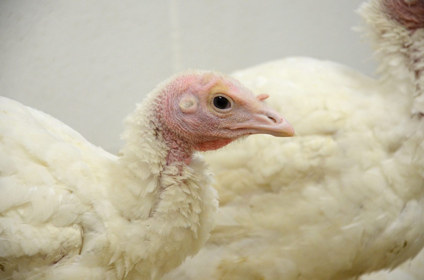 Intrepid Turkeys Find Their Forever Home - Farm Sanctuary