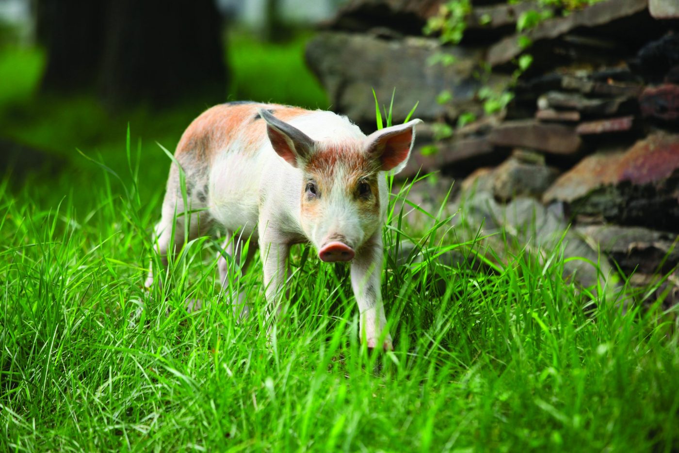 Winston: This Little Piggie Went Home - Farm Sanctuary