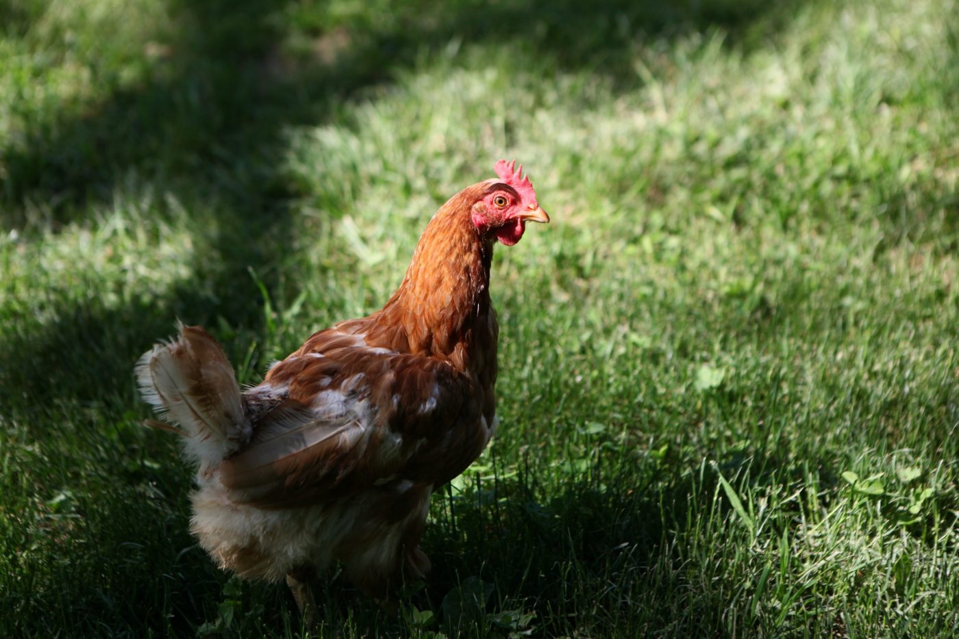 Marjorie: Hen Escapes Brooklyn Live Market - Farm Sanctuary