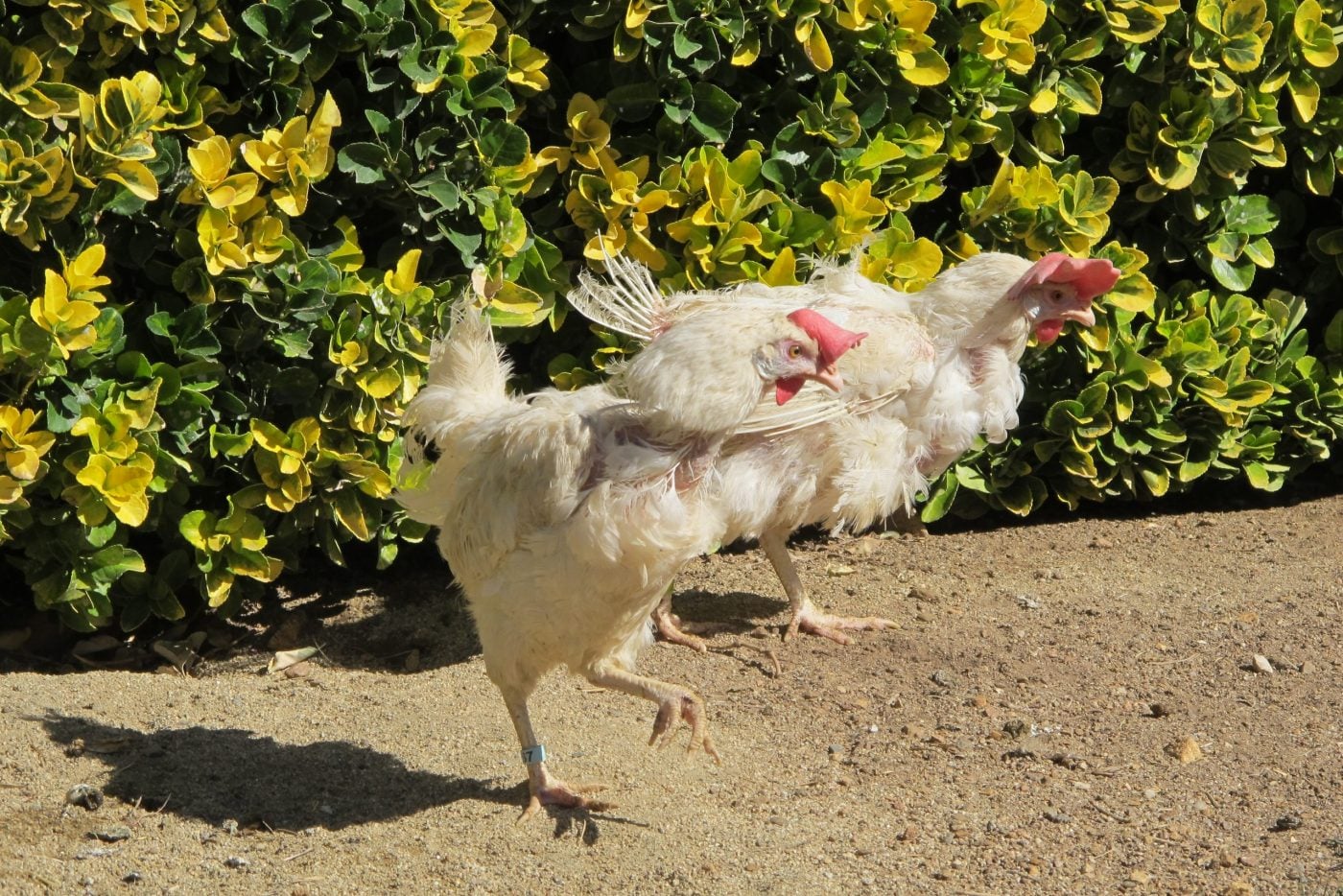 Buttercup, Bubbles, and Blossom: Hens Saved from Ritual Slaughter ...