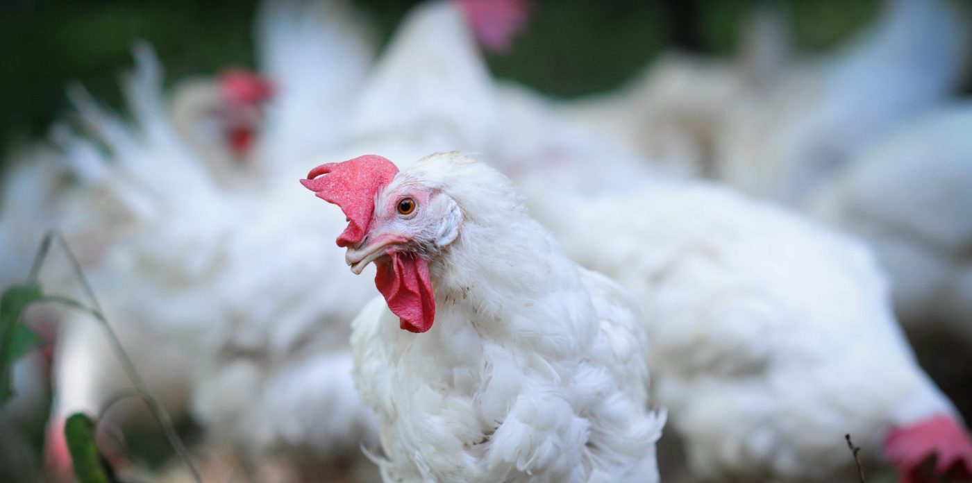 Take Action for Farm Animals | Advocacy - Farm Sanctuary