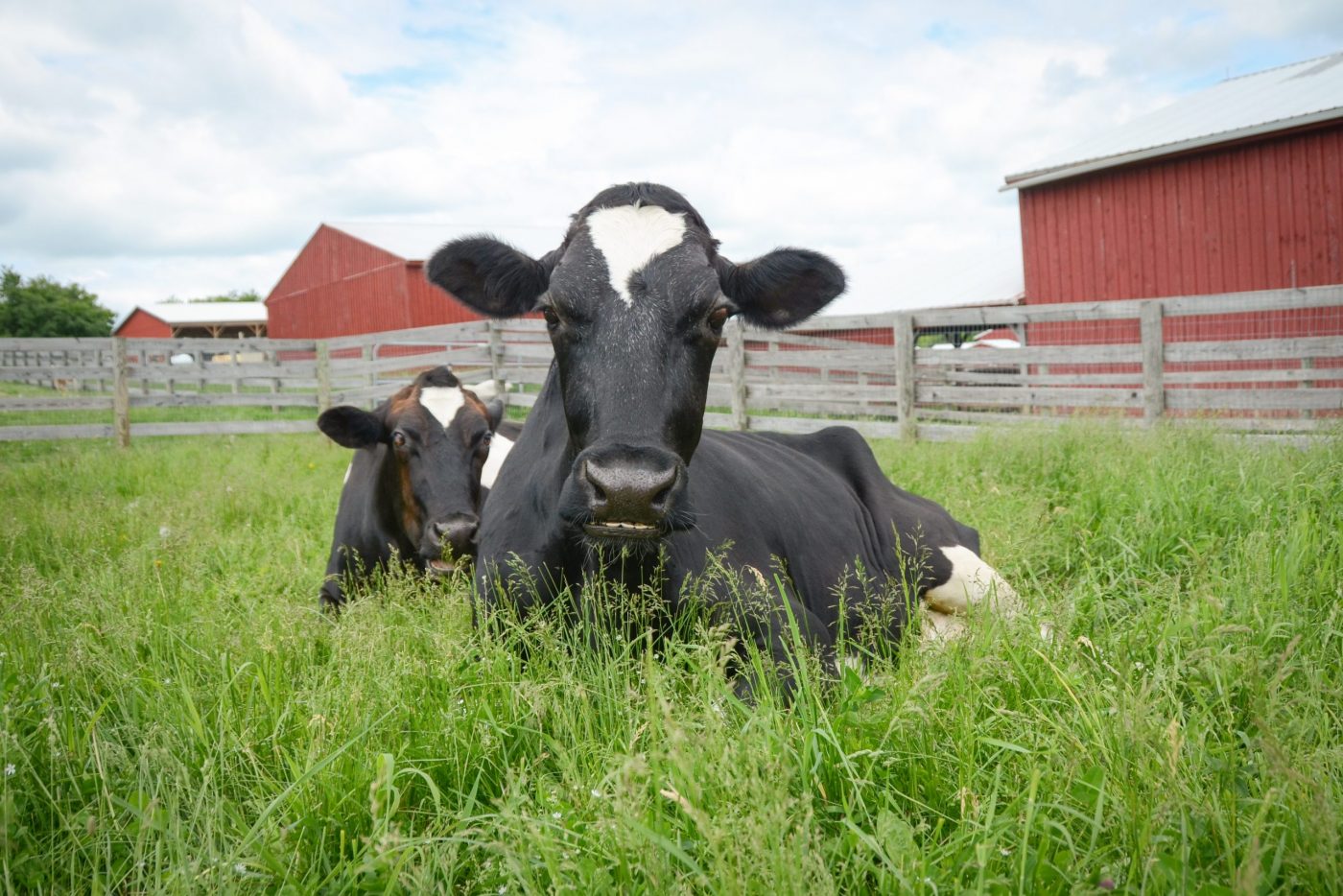 Sweety: Blind Cow Gets a New Life and a New Friend - Farm Sanctuary
