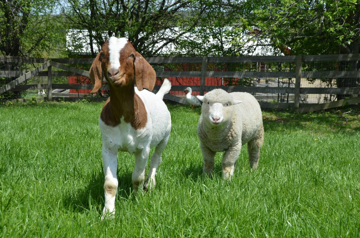 Jordan and Mandy: Baby Goat and Lamb Rescued from NYC - Farm Sanctuary