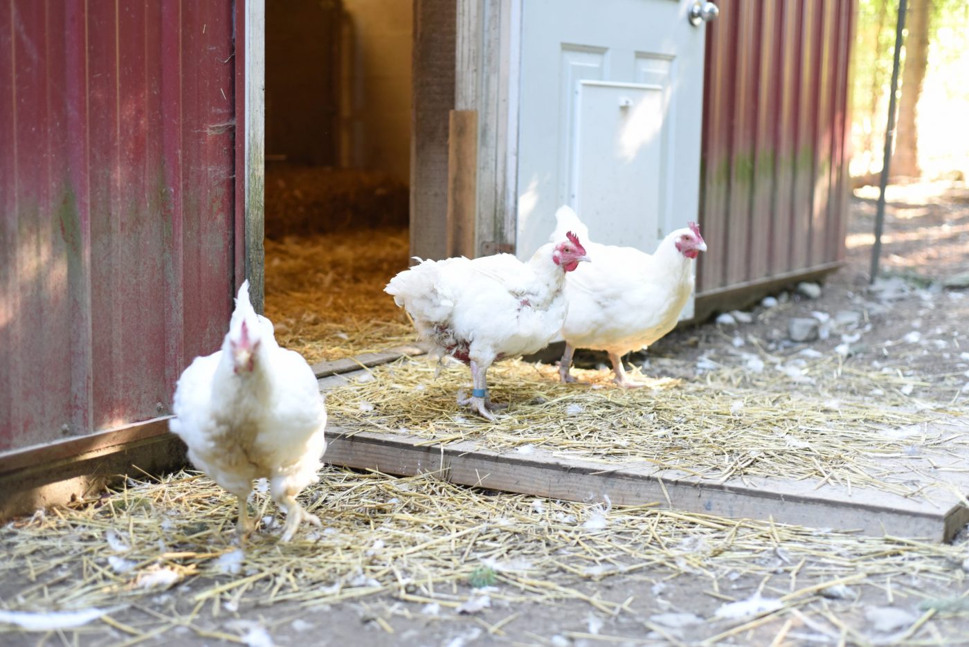 Jane and Friends: Chickens Survive Fall onto Staten Island Expressway ...