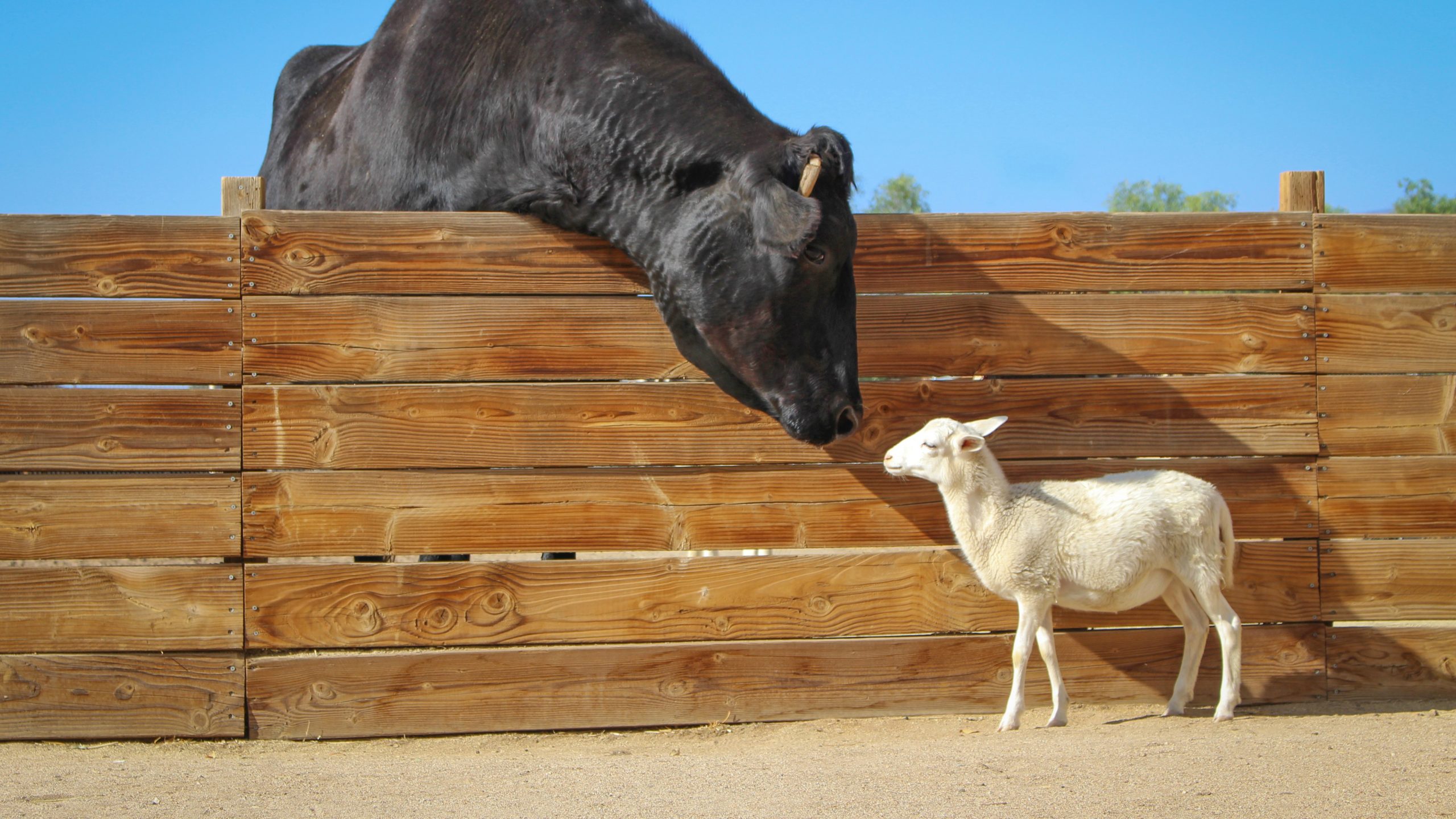The Someone Project: Re-Introducing the World to Cows - Farm Sanctuary