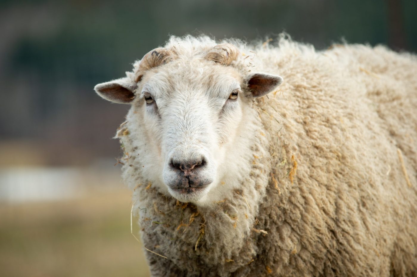 Liam: Abandoned Sheep Receives Lifesaving Care - Farm Sanctuary