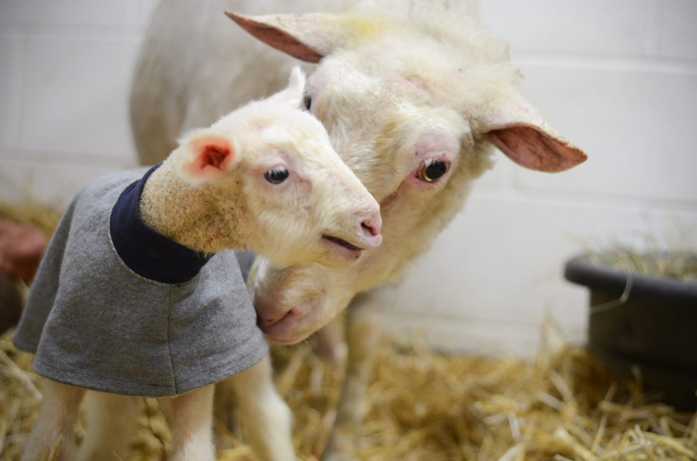 Hazelton: New Lamb Born at the New York Shelter - Farm Sanctuary