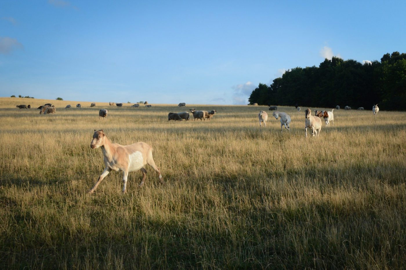 More Than 170 Animals Rescued from Gruesome Scene of Neglect - Farm ...