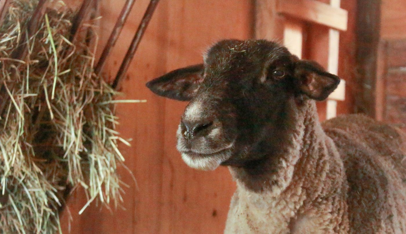Amy Lynn: Elderly Sheep Joins the Sanctuary Flock - Farm Sanctuary