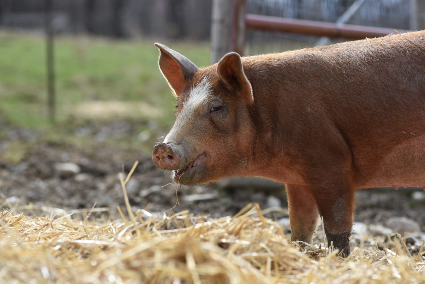 Starving Pigs Rescued in Cattaraugus County, NY - Farm Sanctuary