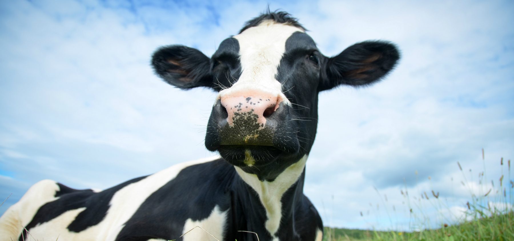 Rescue & Refuge for Farmed Animals - Farm Sanctuary