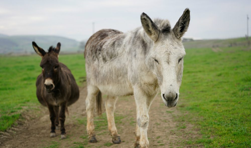 From Escape Artist to Happy Sanctuary Resident: How Albert Donkey Found ...