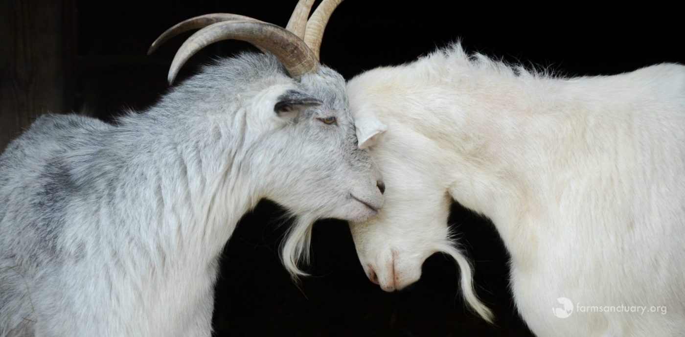 6 Valentine’s Day Gifts For Animal Lovers of Every Type — Starting at ...