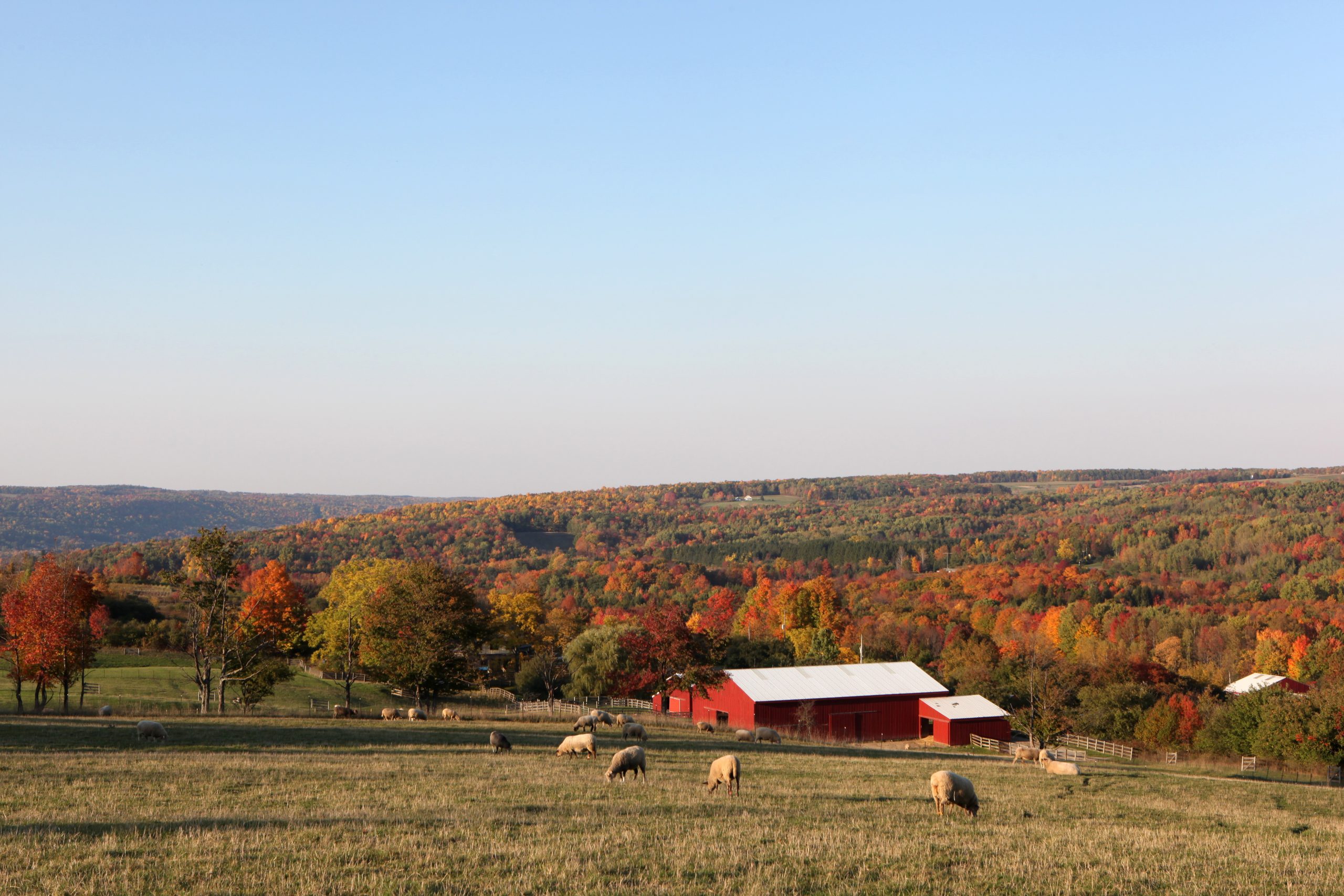 Fall is here - Farm Sanctuary