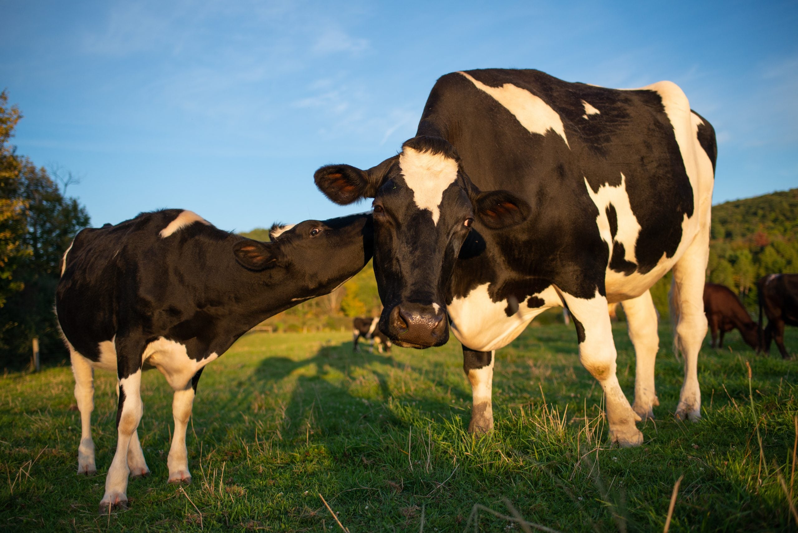 40 Cows Flee L.A. Slaughterhouse; Compassion Brings Two to Sanctuary ...