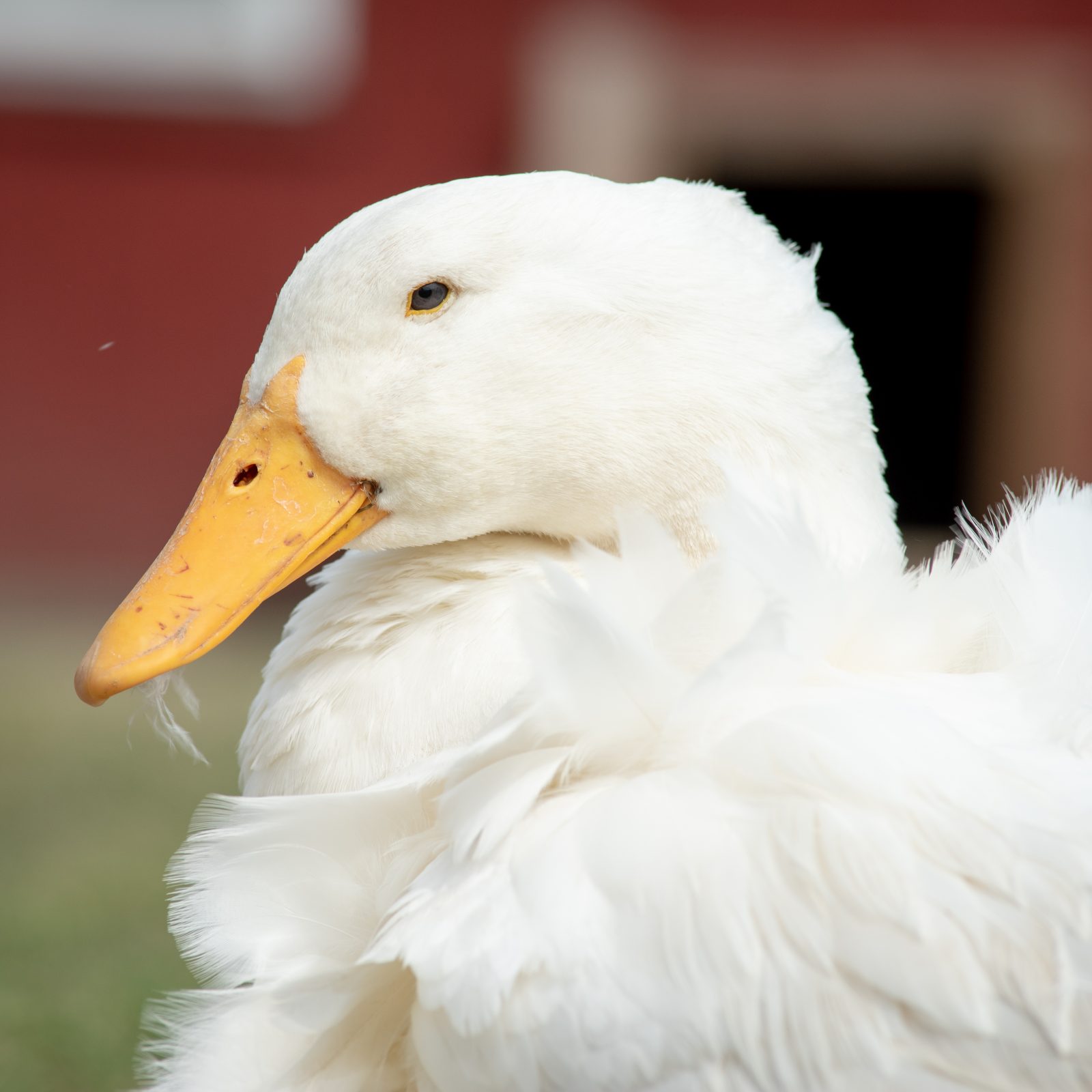 Adopt a Farm Animal | Sponsor Rescued Animals - Farm Sanctuary