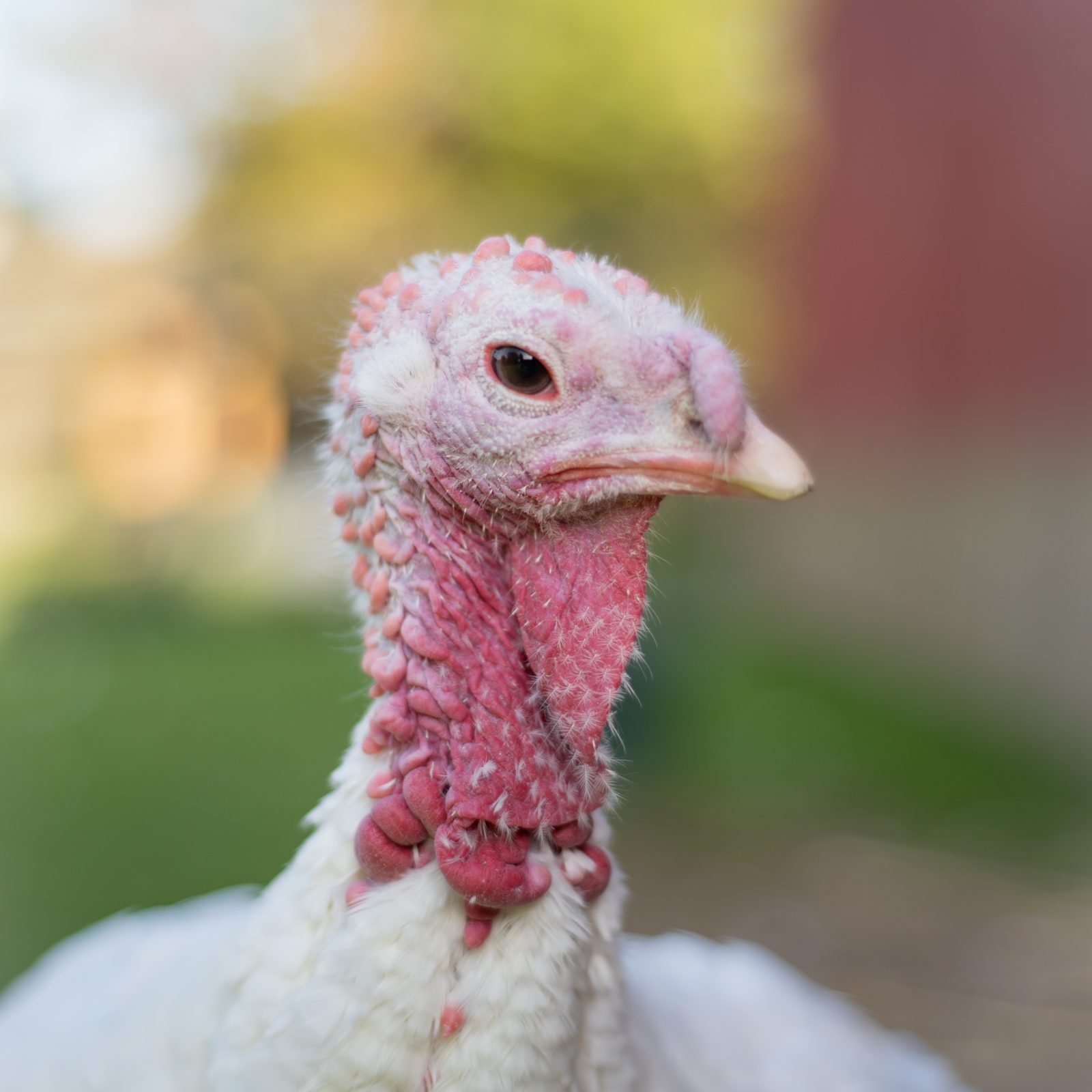 Adopt a Farm Animal | Sponsor Rescued Animals - Farm Sanctuary