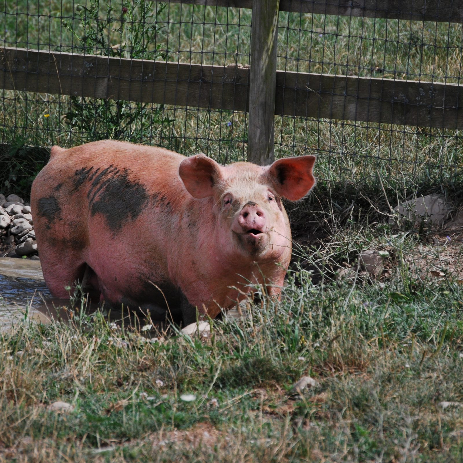 Take Action for Farm Animals | Advocacy - Farm Sanctuary