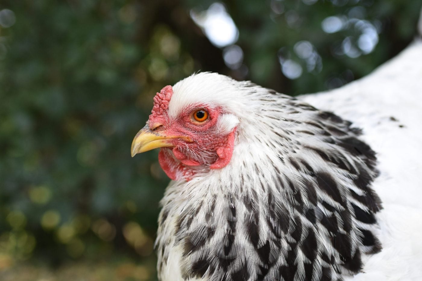 The Animals | Farm Animals - Farm Sanctuary