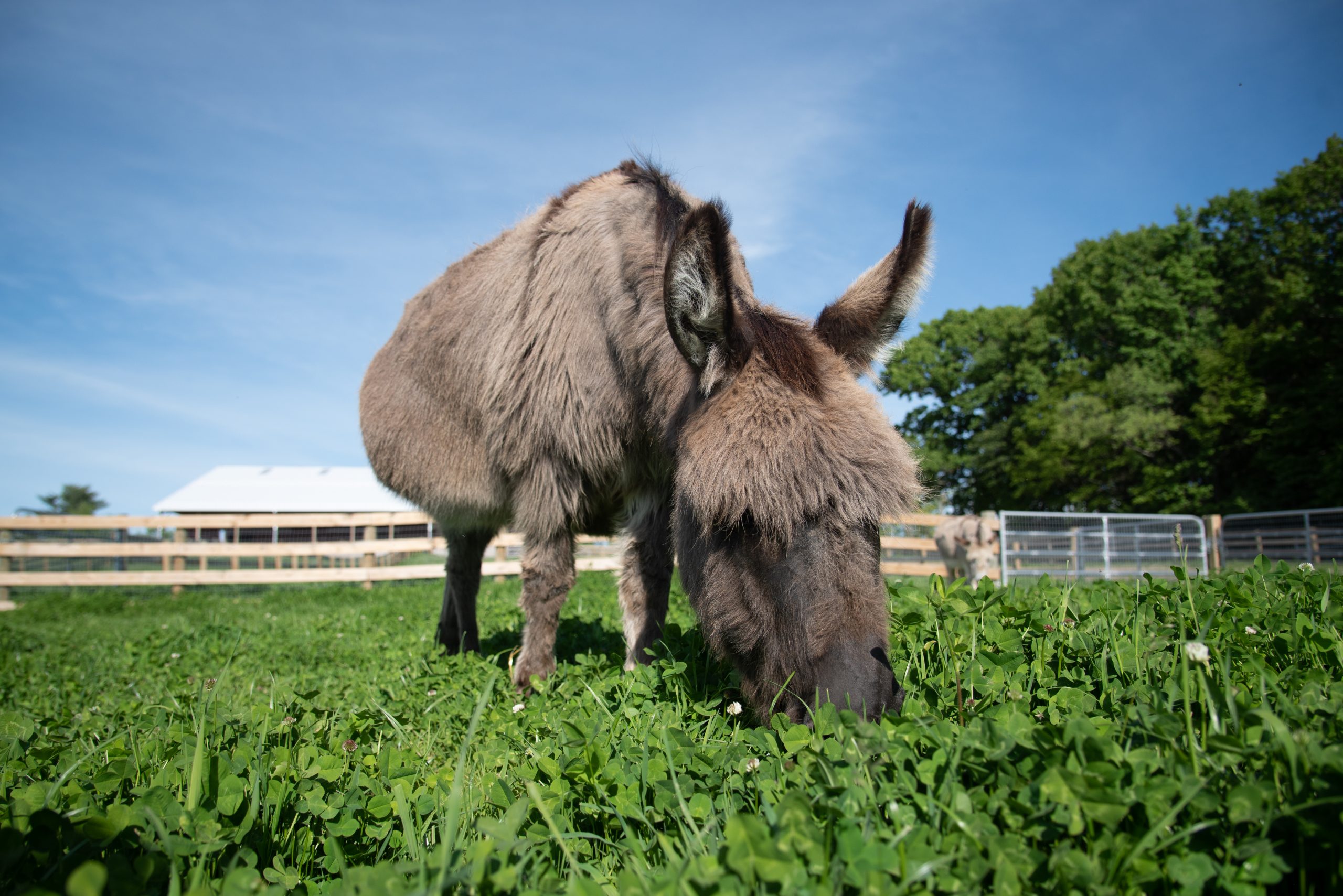 Zoolatry: The deification of animals - Farm Sanctuary
